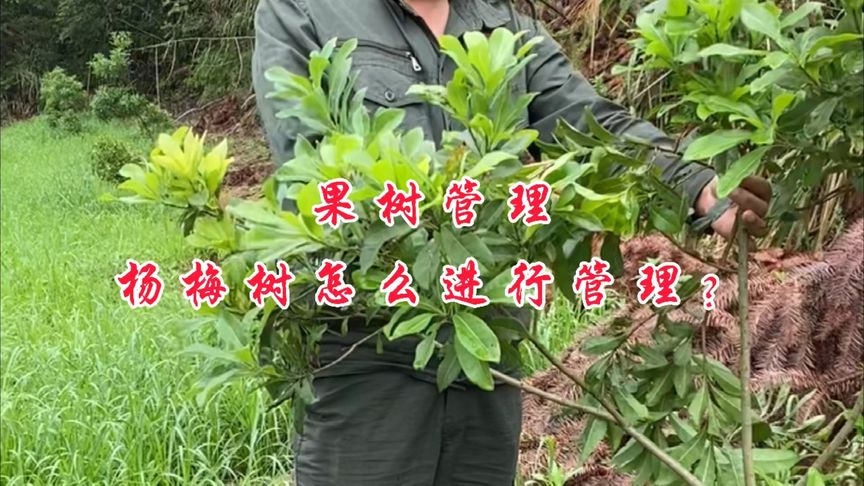 怎么对杨梅树进行管理?