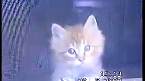 实拍猫抓老鼠全过程