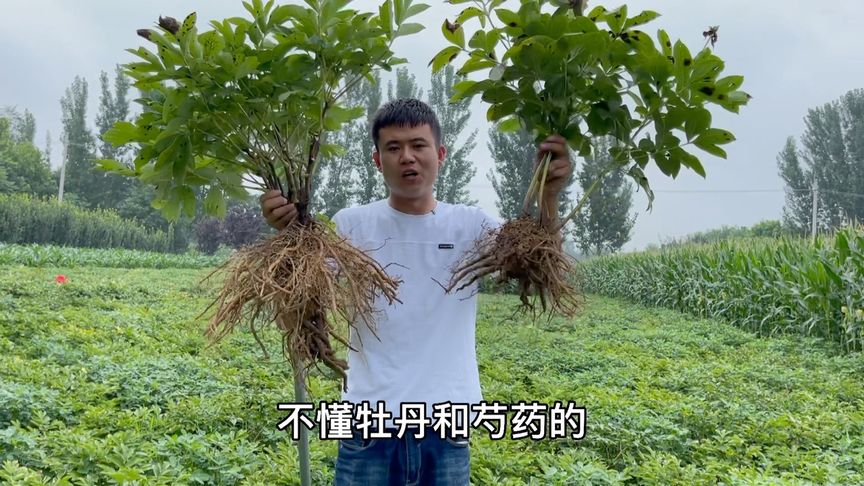 牡丹和芍药的种植季节快到啦小赵怕花友上当就挖了牡丹和芍药对比