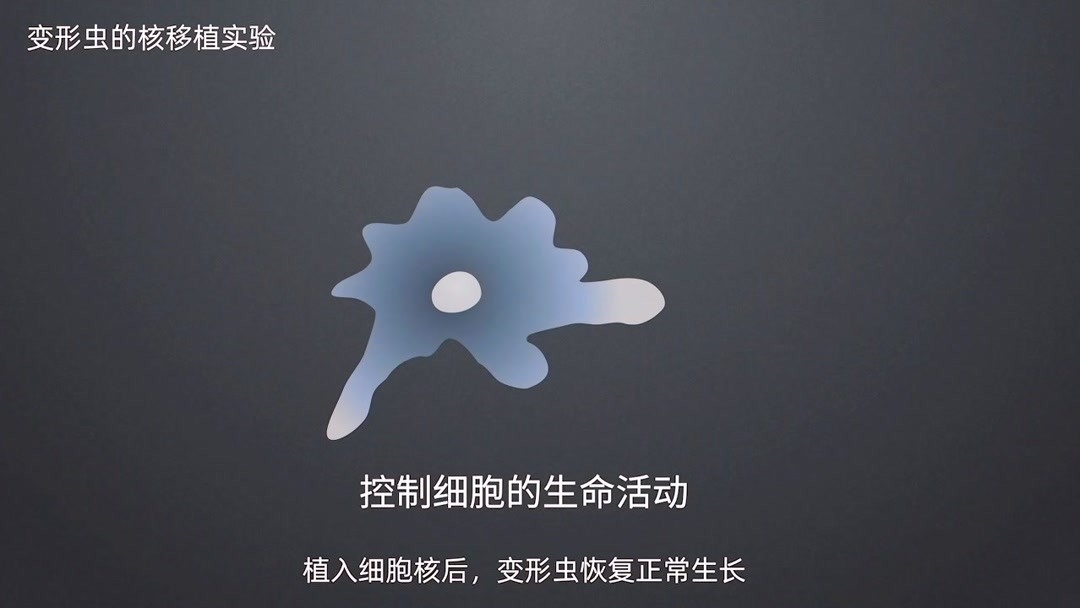 【生物】变形虫实验