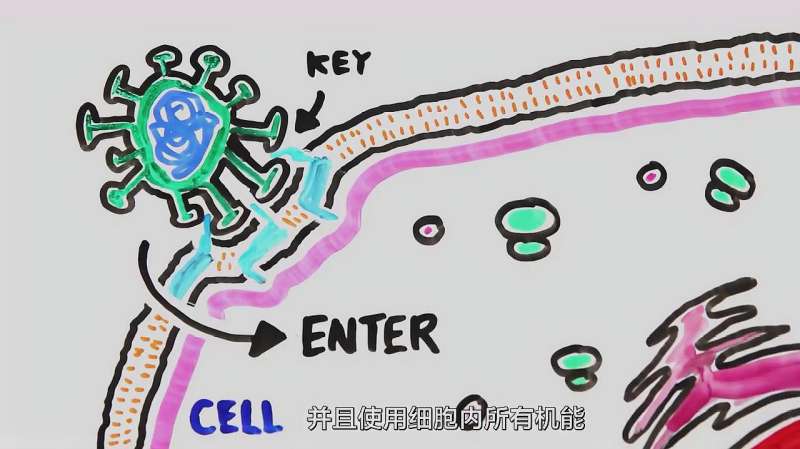 三观很正的科普视频:感染新冠病毒的症状及免疫系统与病毒的斗争