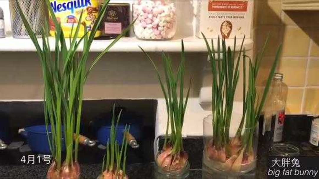 简单的水养蒜苗