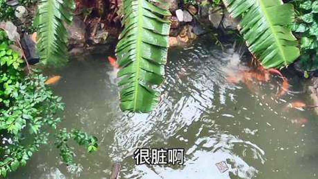 泥水脏水几下就过滤好了,这个鱼池过滤系统牛,结构摸索了好久