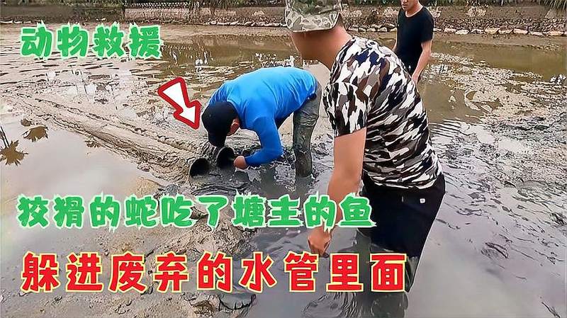 抽完水的鱼塘里面发现一条大蛇,狡猾的蛇吃了鱼,躲进废弃水管里