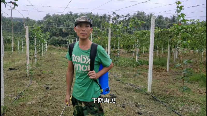 种植百香果园最容易感染细菌病,为了百香果健康成长必须要灭细菌