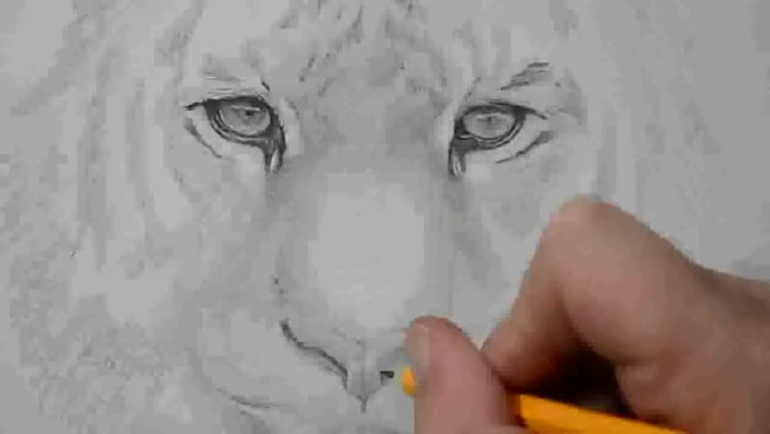 素描教学视频 如何画一只老虎