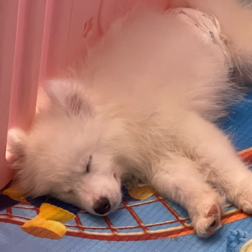 小虫爱烤鱼 