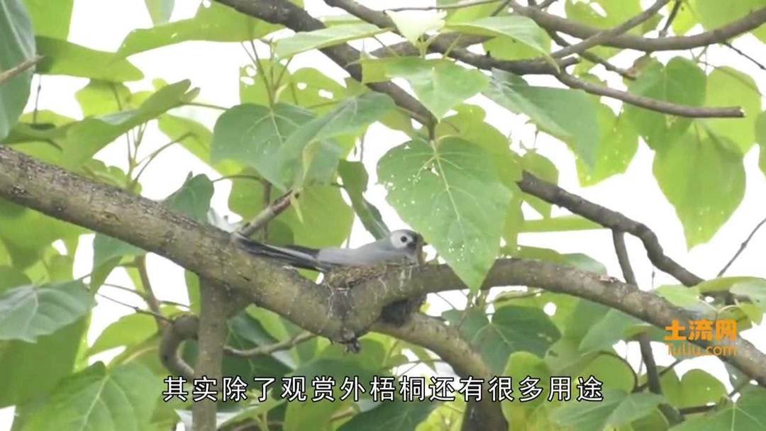 梧桐树多少钱一棵行情价格