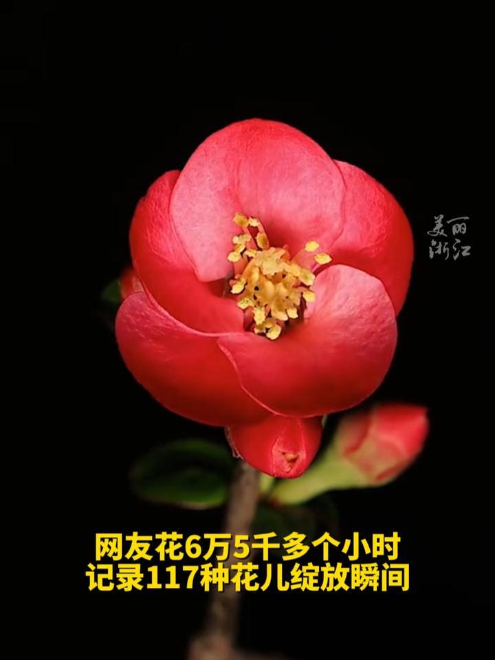 6万5千多个小时,记录117种花儿绽放瞬间,你被治愈到了吗?(来源:@植觉先生 )