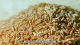 袁隆平的杂交水稻,是怎么发现的?又为何能养活全世界?