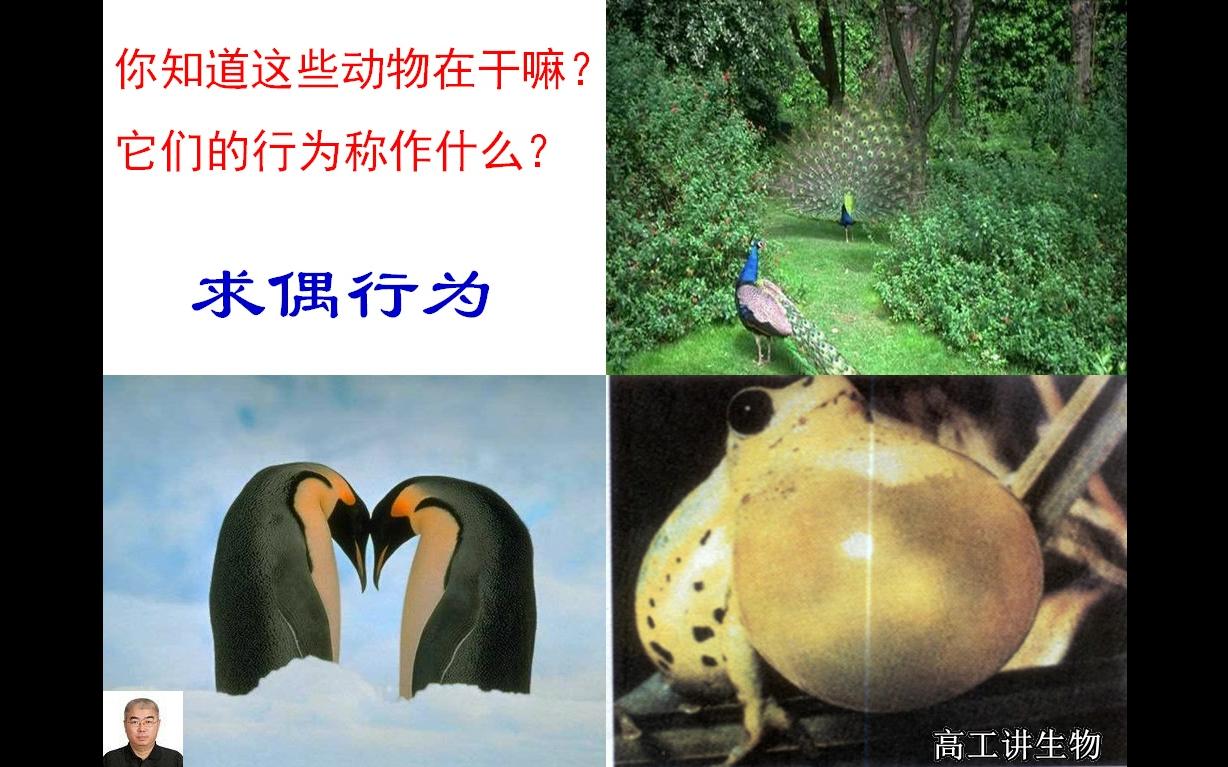 高工讲生物八年级(初二)生物上册第二章动物的运动和行为第二节先天...