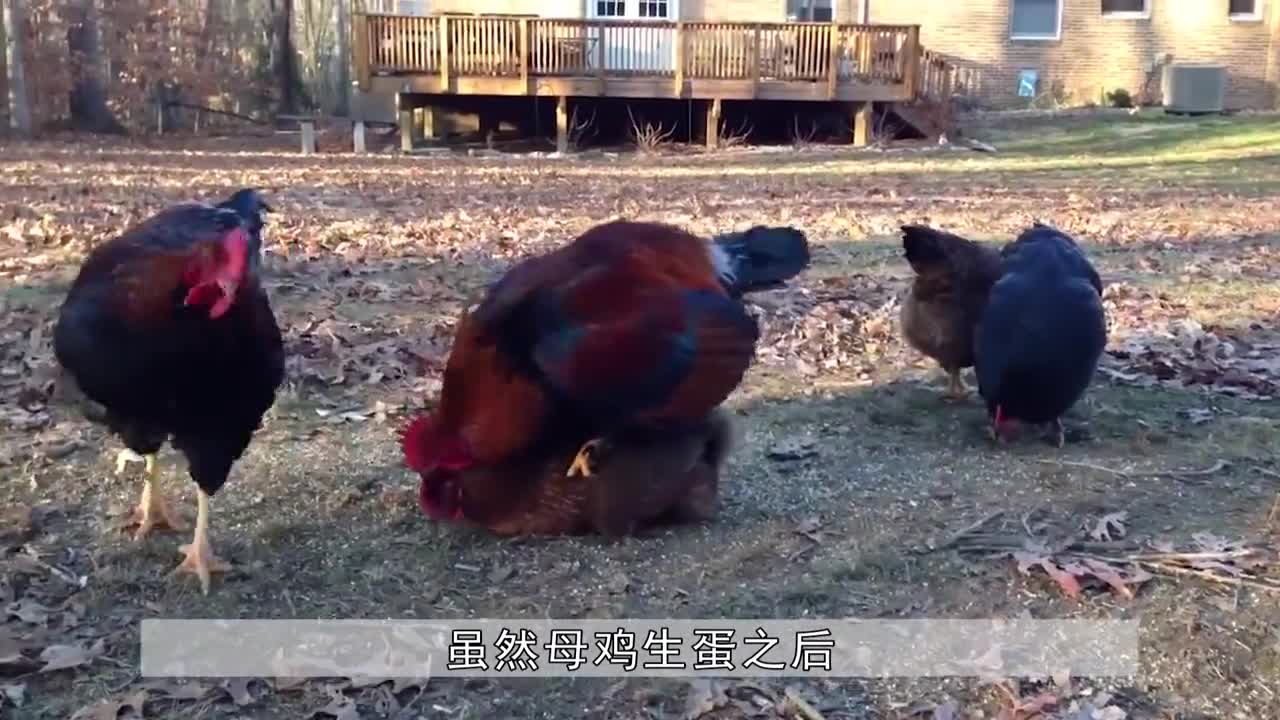 母鸡生蛋之后,为什么会咯咯地叫个不停?看完涨知识了