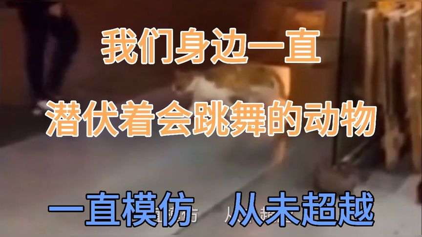 动物跳舞,一直模仿,从未超越。(素材来源于网络)