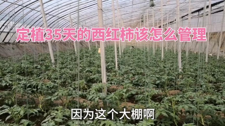 大棚蔬菜西红柿种植技术,35天西红柿,吊蔓管理技术技巧
