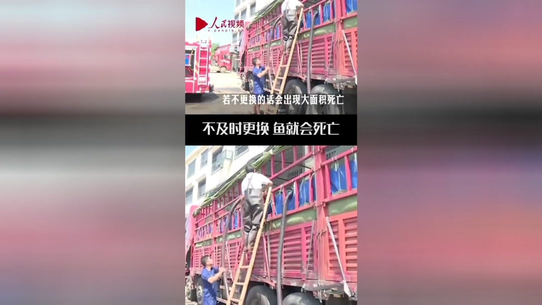 ...维修最快2天完成,而车厢内的鱼每隔6-7个小时就得换水,且已有部分鱼...