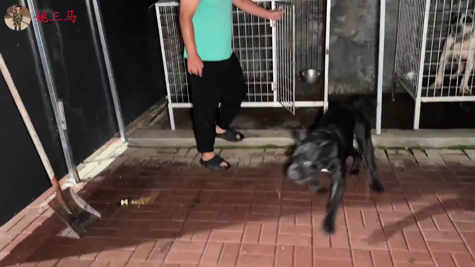 ...杀人犬黑妹,重量级猛犬实力切磋,战况激烈瞬间杀红眼 #猛犬 #卡斯罗 ...