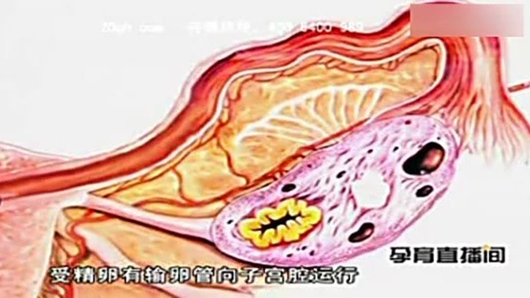 动画演示人体受孕过程