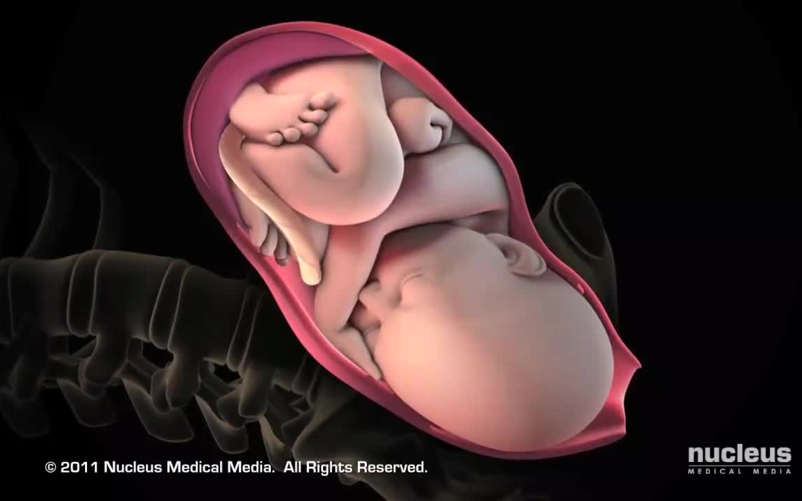 【3D动画】孕妇顺产过程演示