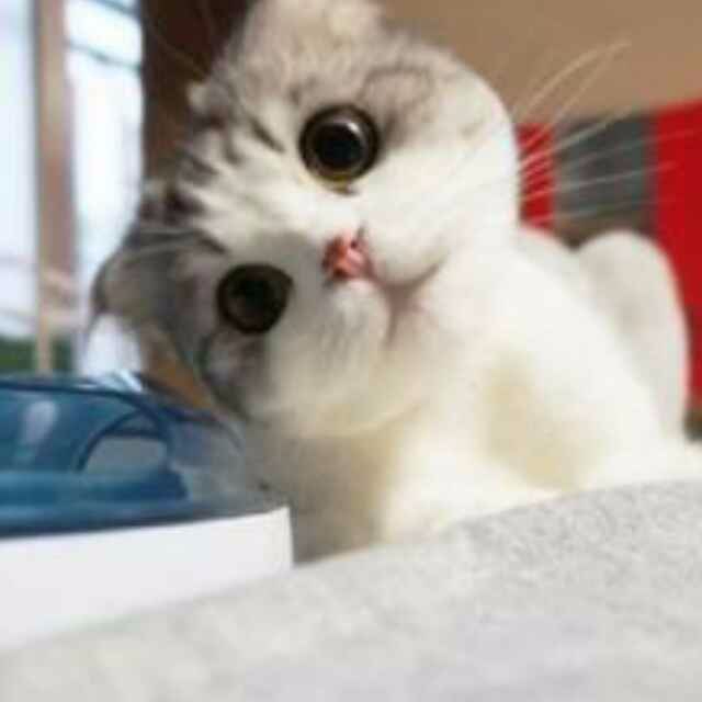 可可爱爱的小猪仔 