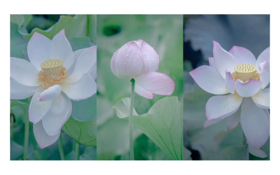 「LR调色」如何用手机修这种清新淡雅的荷花图片?