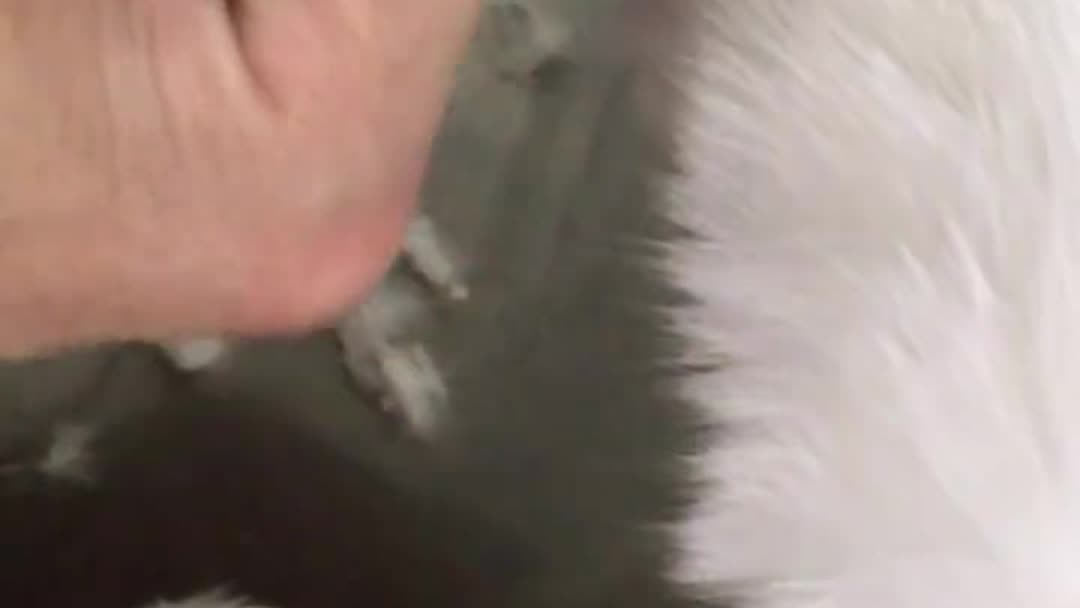 给即将做绝育手术的猫咪打滞留针