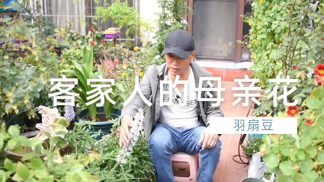 客家人的母亲花,花期3个月还能改良土壤,庭院必备植物