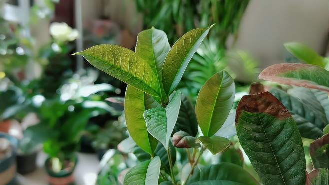 桂花的用途及养护方法