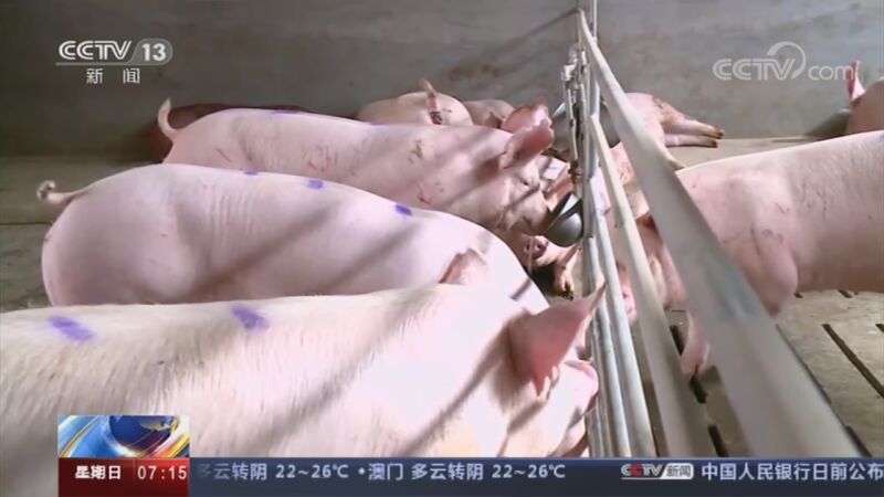 [朝闻天下]关注生猪产能恢复 投资拉动作用明显 生猪生产加快恢复