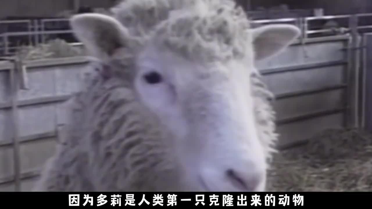 克隆羊多莉的诞生不能证明细胞分化过程是可逆的