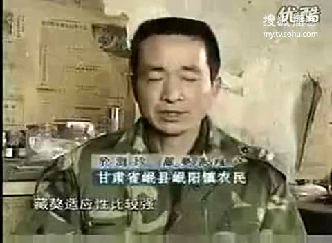 藏獒vs狮子打架