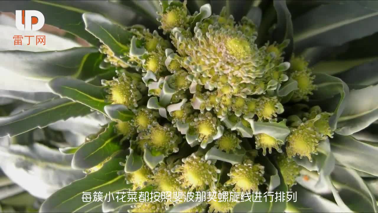 美到极致的几何图形植物:强迫症看了浑身舒畅
