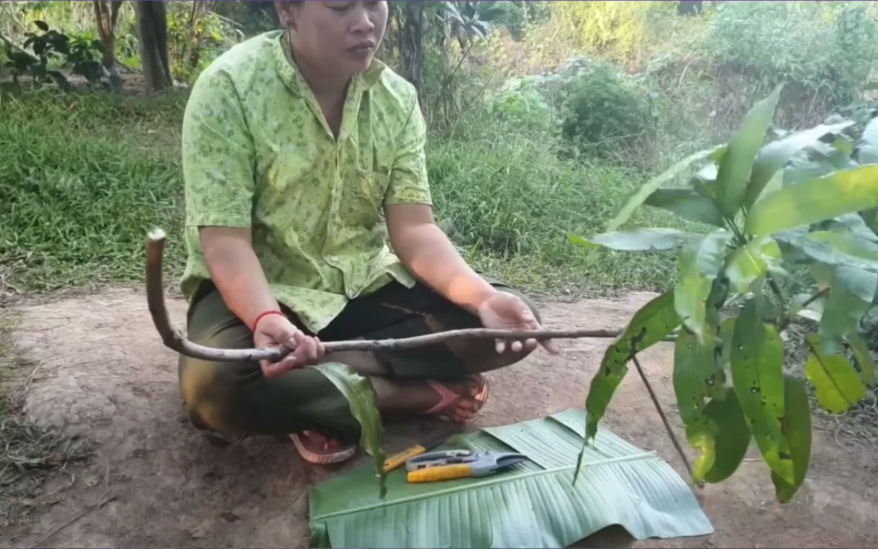 论芒果种植的最佳技术
