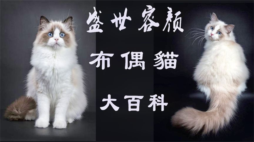 盛世容颜布偶猫——大百科