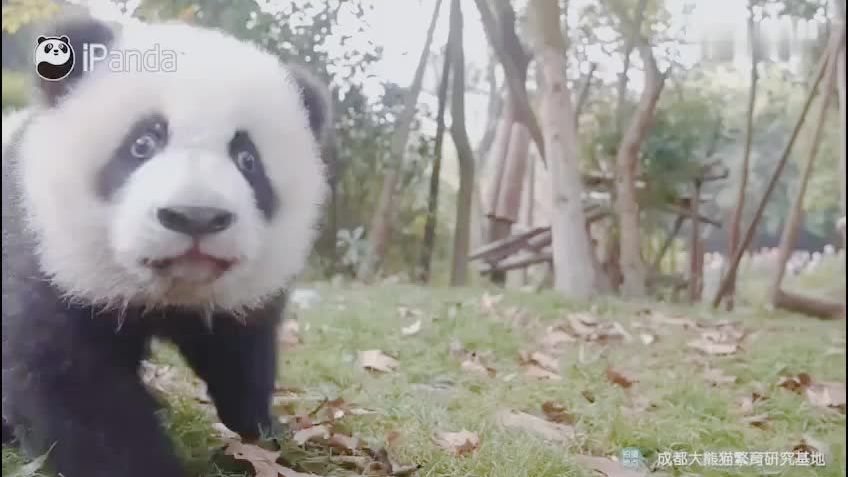 憨憨的走路,都带有憨气