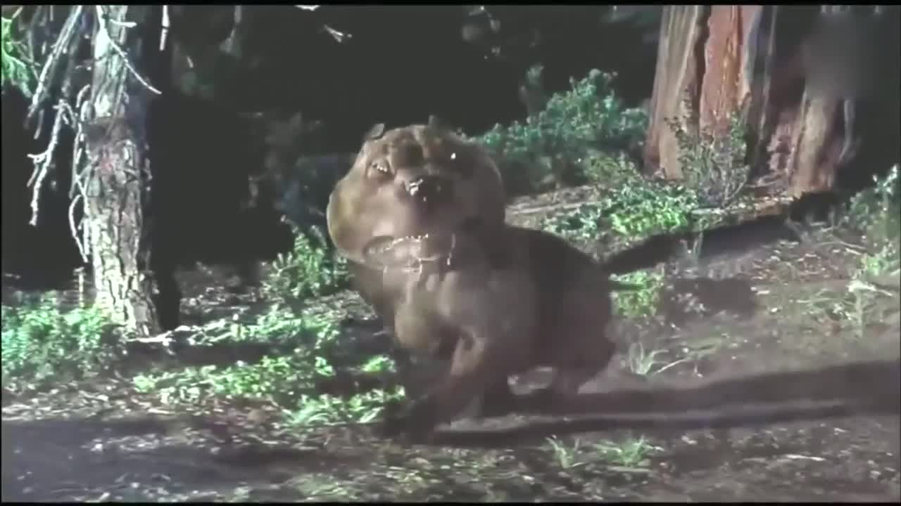 世界排名最凶猛的狗,比特犬当之无愧得第一,看完视频你就知道