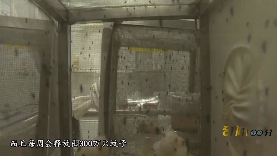 中国建世界最大蚊子工厂,每周释放300万只蚊子,到底想干什么?