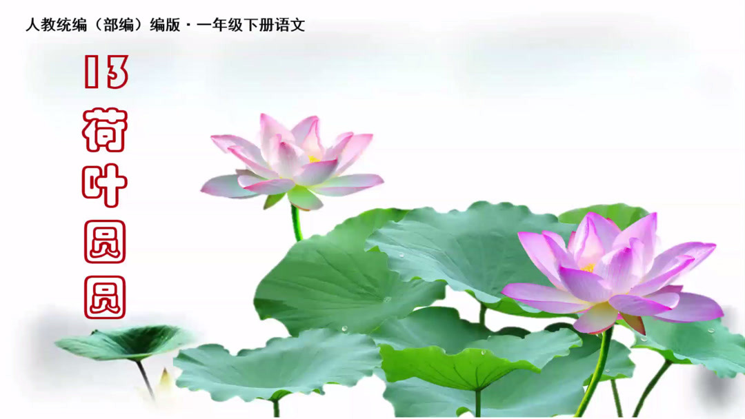 13.荷叶圆圆第一课时