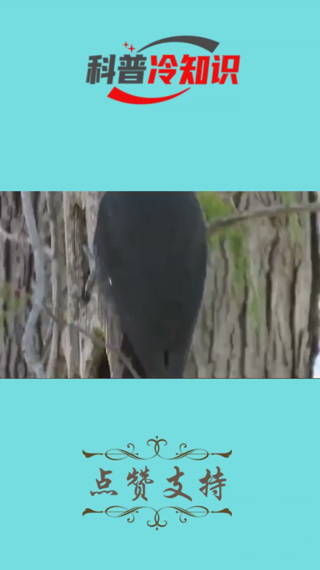 啄木鸟“鸟设”崩塌?啄木鸟究竟是森林医生还是树木杀手?