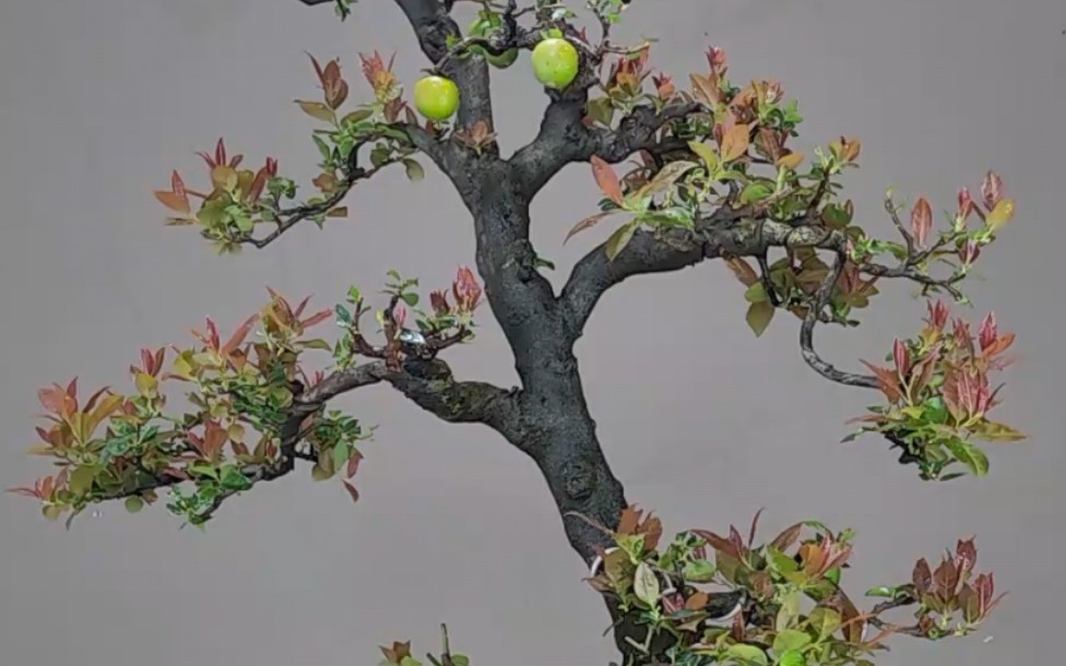 现在给金弹子搜 施什么肥比较好,看完就知道了 #金弹子 #盆景 #花卉绿植