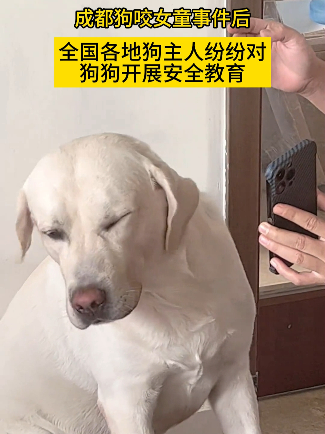 安全教育,人人有责,狗狗也不例外