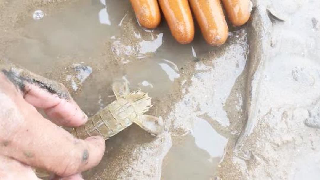 皮皮虾原来是这样捉的,看海边小伙是如何捉皮皮虾的