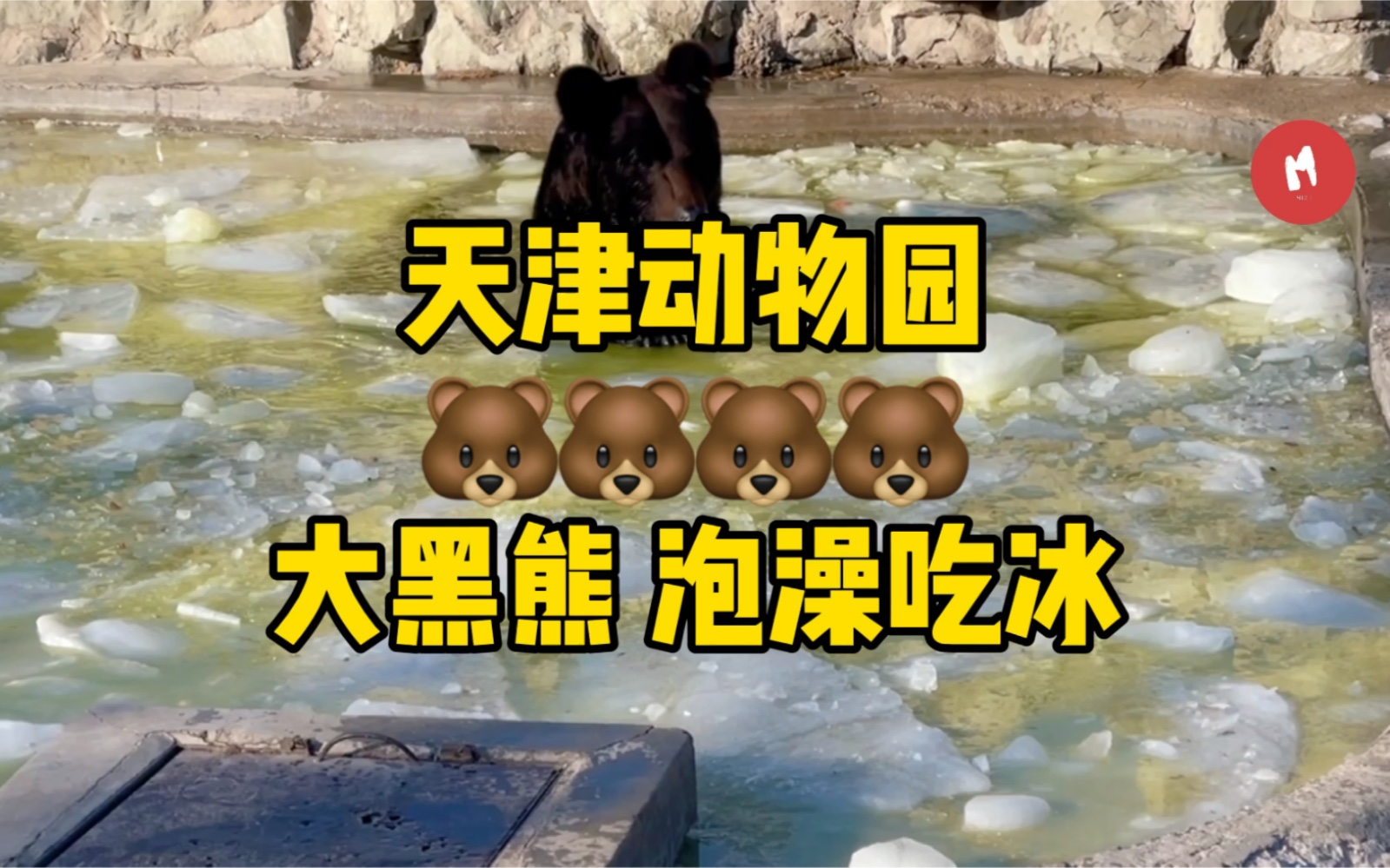大黑熊泡澡吃冰|天津动物园