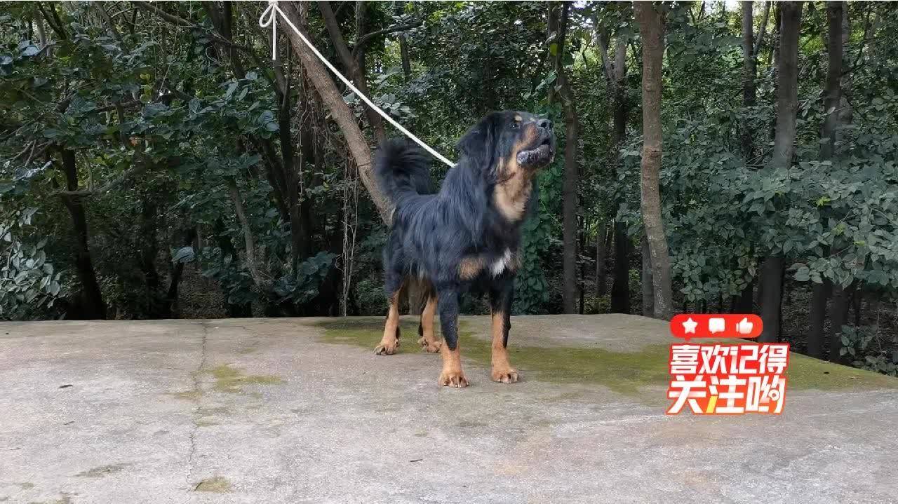 藏獒是最好的家庭护卫犬,饲养一定要注意伤人