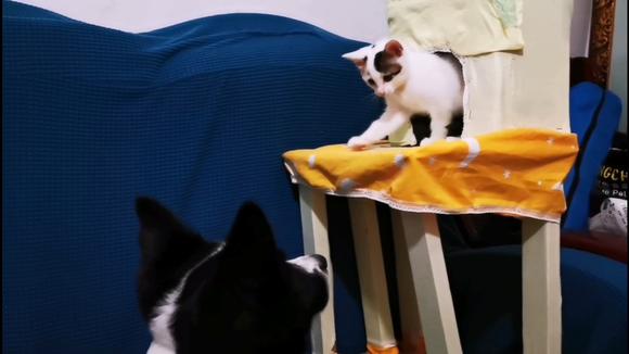 给小流浪猫做了个猫爬架,木木强行把小猫咪给塞进去了
