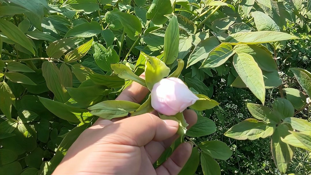牡丹不适合春天种植?借助盛开的牡丹花,小伙向大家传授经验!