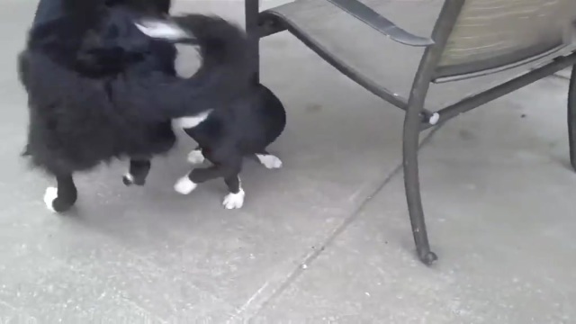 边牧比特犬狼狗大混战比特犬个头虽小这做老大的心还是有的