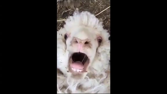 苦练一年羊叫,开唱一瞬间直播间老铁全笑到肚子疼