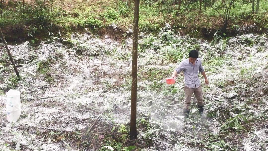农村小伙改造荒废山庄,制定计划鱼塘撒石灰消毒,开沟养鱼