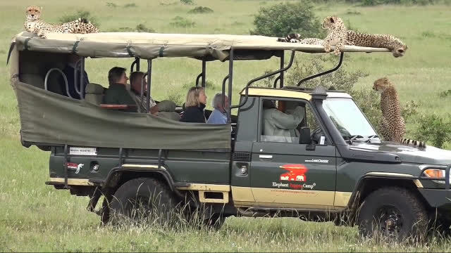 惊险一刻!印度豹跳进旅行车,旅客还拿笔记本拍照,心真大!