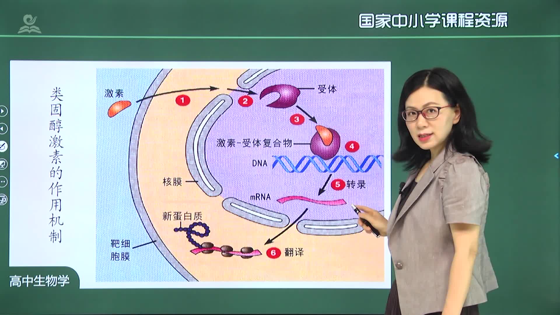 第3章 第2节 激素调节的过程(第三课时)